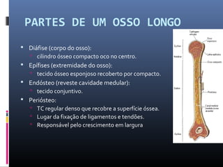 Osteologia | PPT
