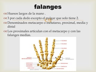 Osteologia | PPTX