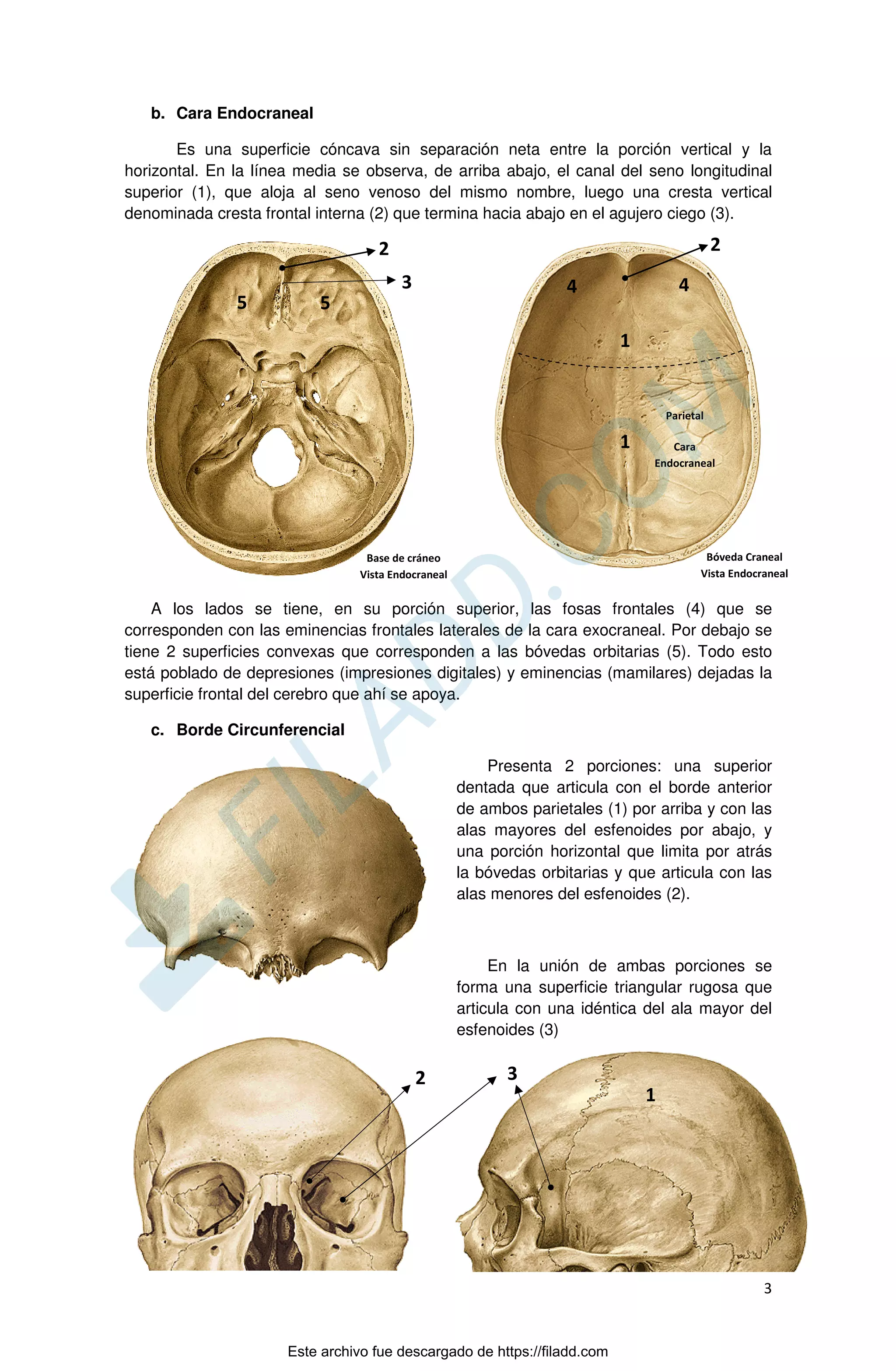 Osteologia huesos craneo | PDF