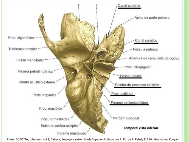 Osso/Bone/Hueso Temporal - Osteologia