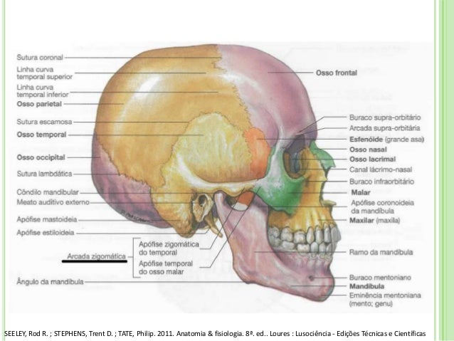 Osso/Bone/Hueso Temporal - Osteologia