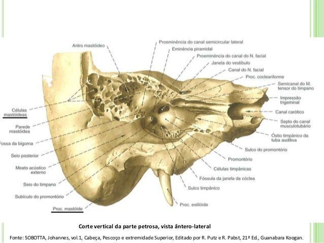 Osso/Bone/Hueso Temporal - Osteologia