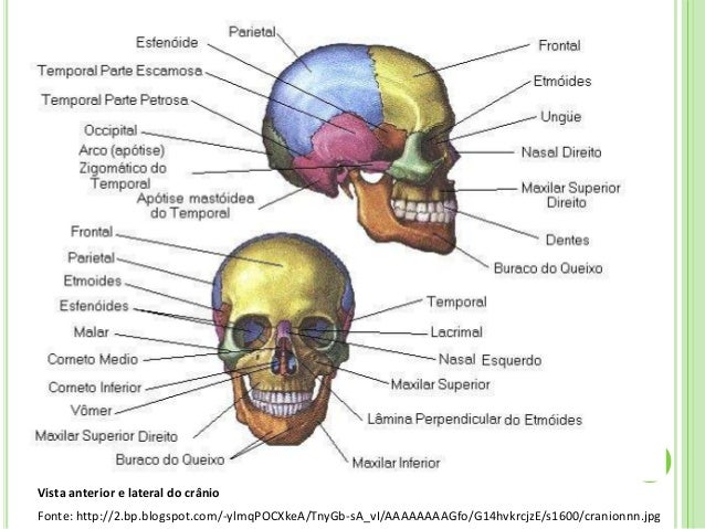 Osso/Bone/Hueso Temporal - Osteologia