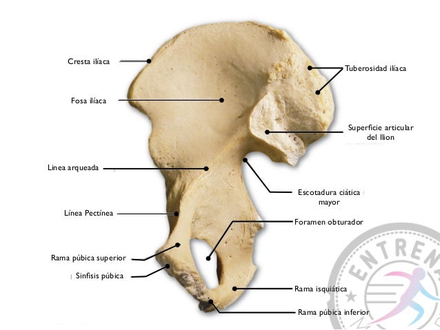 1. Osteologia y cinematica de la cadera