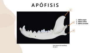 osteologia1.pdf
