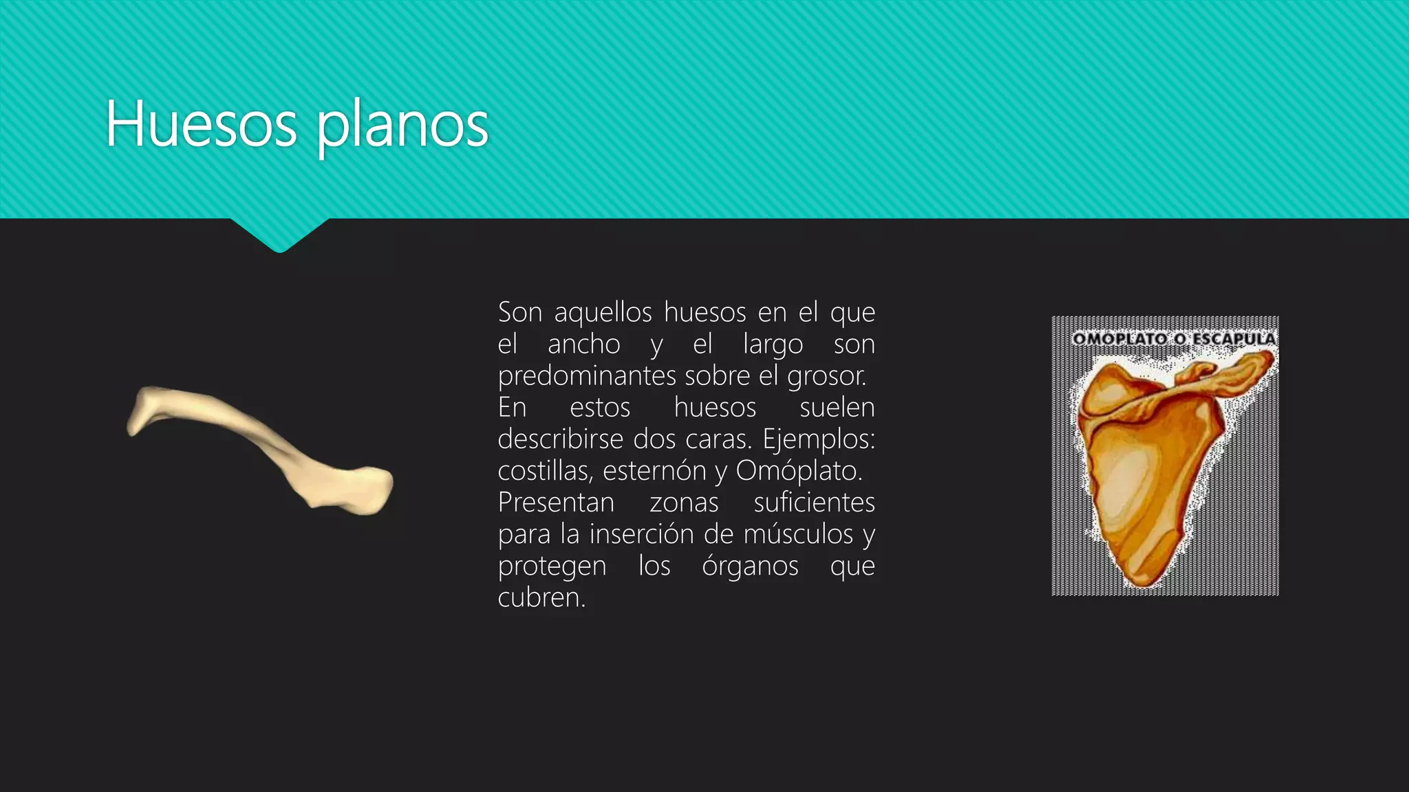 Osteologia - Anatomía Humana | PPTX