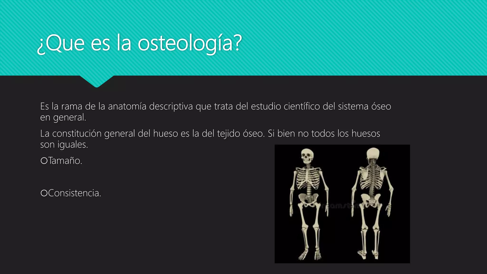 Osteologia - Anatomía Humana | PPT