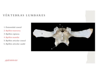 Osteologia bovina, huevos bovinos y partes que lo conforman | PDF