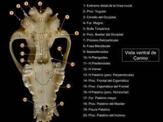 OSTEOLOGIA DE CABEZA BOVINO VETERINARIA.ppt