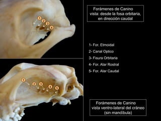 OSTEOLOGIA DE CABEZA BOVINO VETERINARIA.ppt