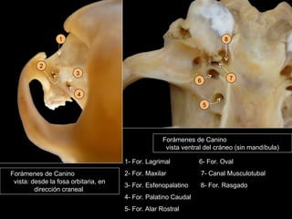 OSTEOLOGIA DE CABEZA BOVINO VETERINARIA.ppt
