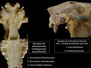 OSTEOLOGIA DE CABEZA BOVINO VETERINARIA.ppt