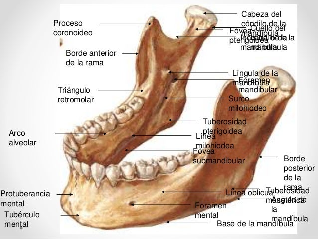 Osteologia del craneo