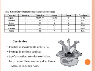 OSTEOLOGIA DEL CUELLO Y TRONCO y sus funciones.pptx