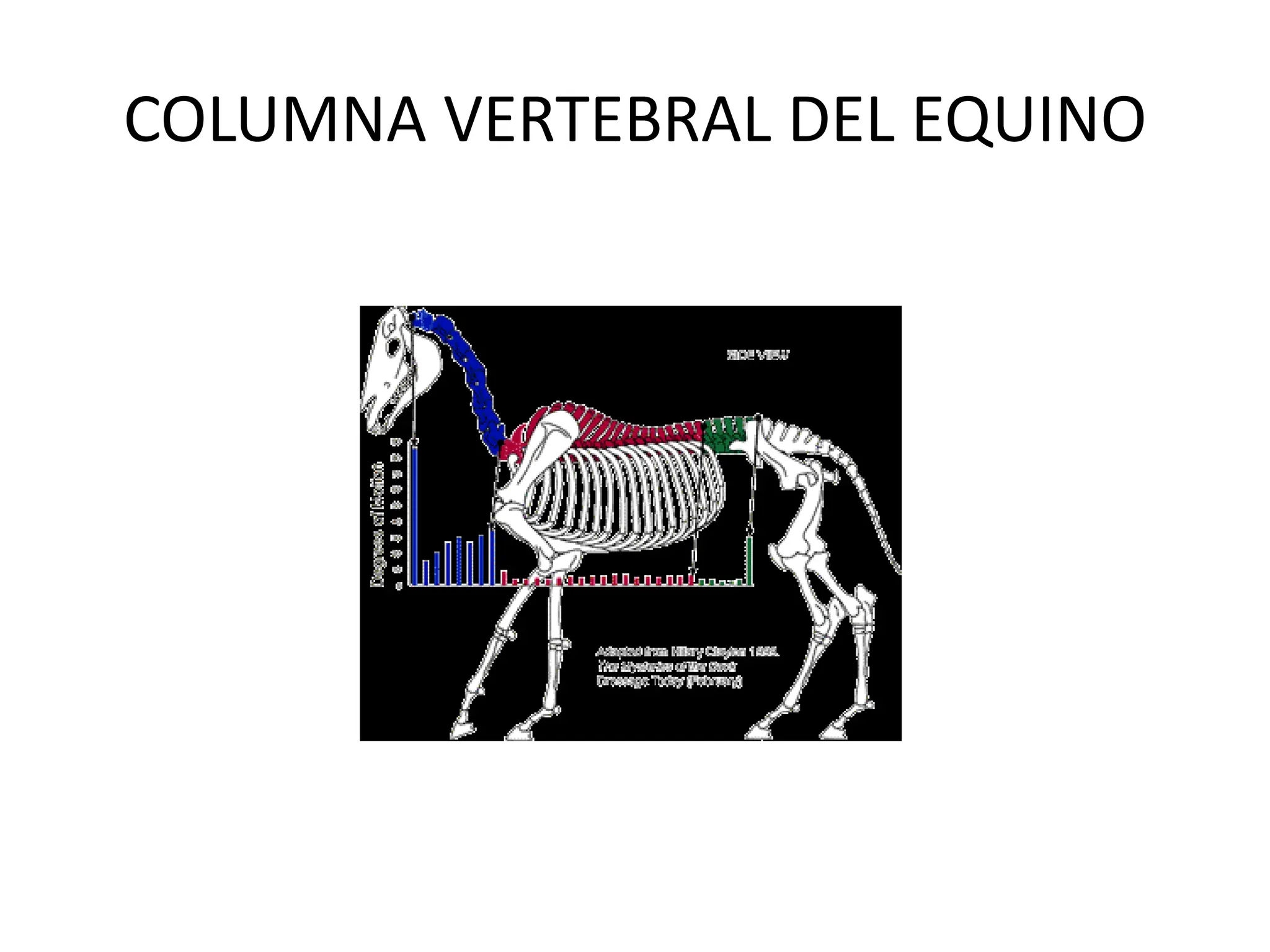 OSTEOLOGIA DEL EQUINO (3).pdf