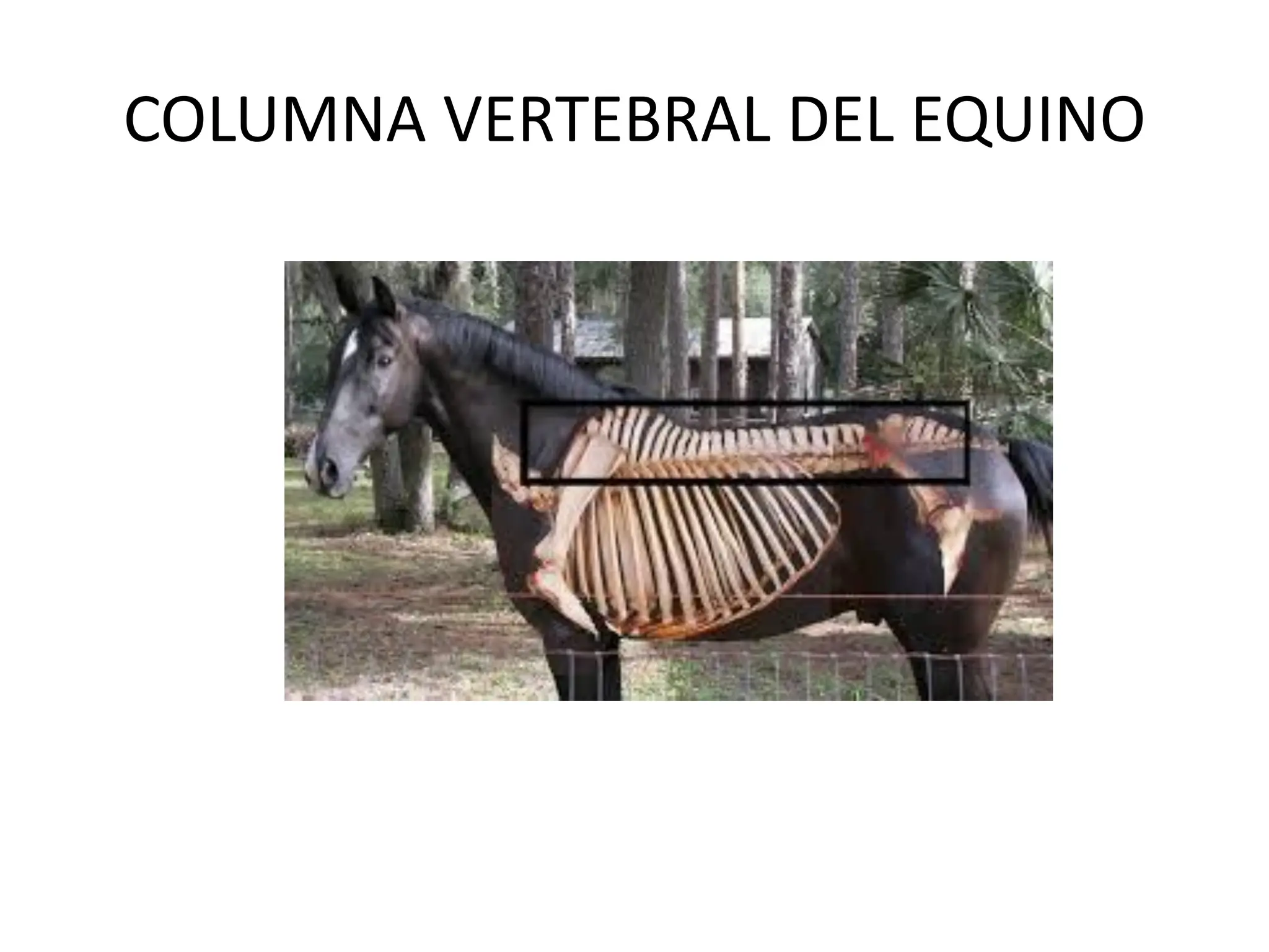 OSTEOLOGIA DEL EQUINO (3).pdf