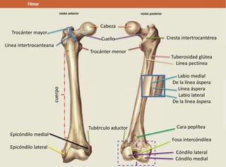 Osteologia del miembro inferior | PPTX
