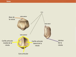 Osteologia del miembro inferior | PPTX
