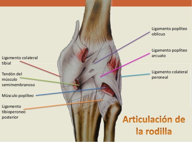Osteologia del miembro inferior