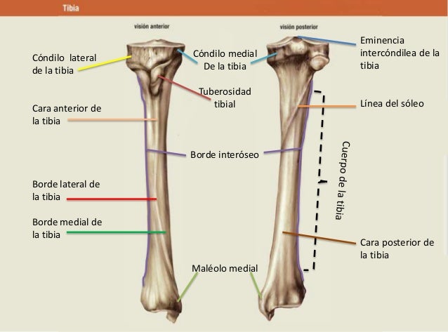 Osteologia del miembro inferior