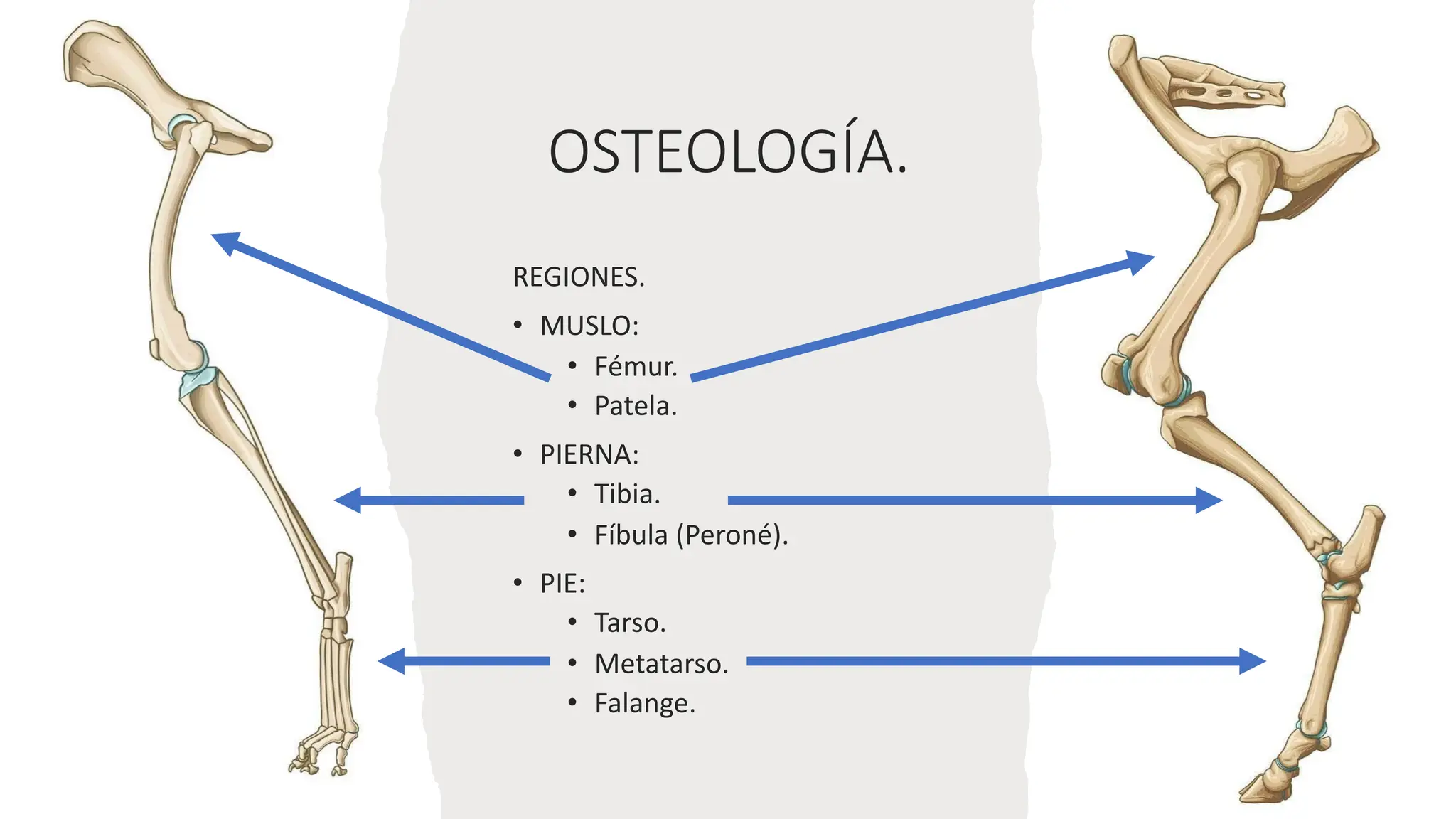 OSTEOLOGIA DEL MIEMBRO PELVIANO DE PEQUEÑOS Y MEDIANOS ANIMALES | PDF