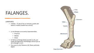 OSTEOLOGIA DEL MIEMBRO PELVIANO DE PEQUEÑOS Y MEDIANOS ANIMALES | PDF