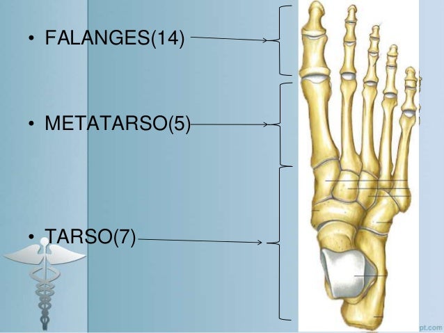 Osteologia Del Pie
