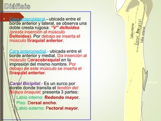Osteologia de miembro superior | PDF
