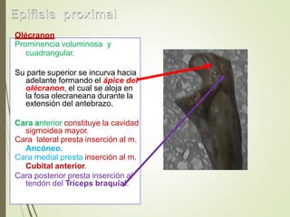 Osteologia de miembro superior | PDF