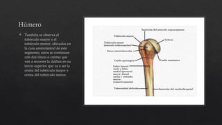 OSTEOLOGIA DE MIEMBRO SUPERIOR presentacion.pptx