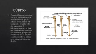 OSTEOLOGIA DE MIEMBRO SUPERIOR presentacion.pptx
