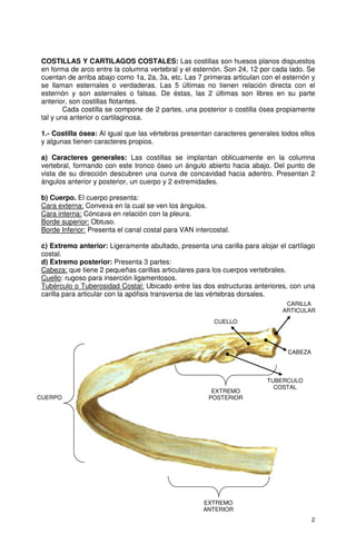 Osteologia de tórax | PDF