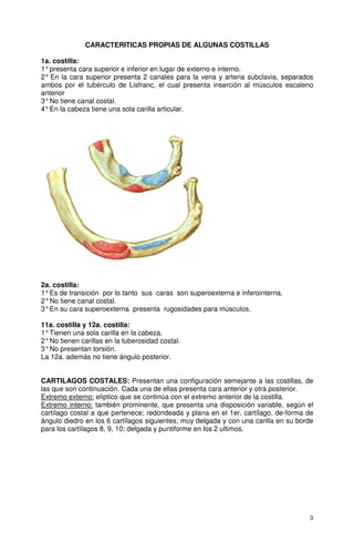 Osteologia de tórax | PDF