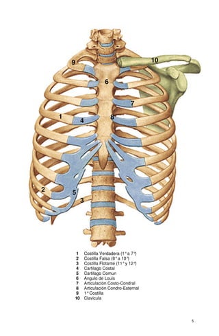 Osteologia de tórax | PDF
