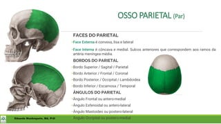 Osteologia do Neurocrâneo - Anatomia 1 - 2025.pdf