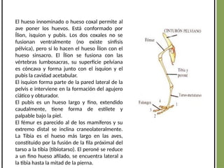 ESTUDIO OSTEOLOGIA EN AVES y SUS PARTES.pptx