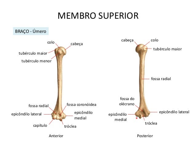 Osteologia e sindesmologia