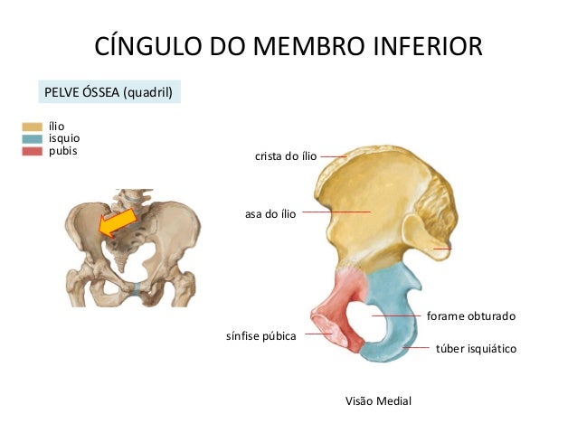 Osteologia e sindesmologia