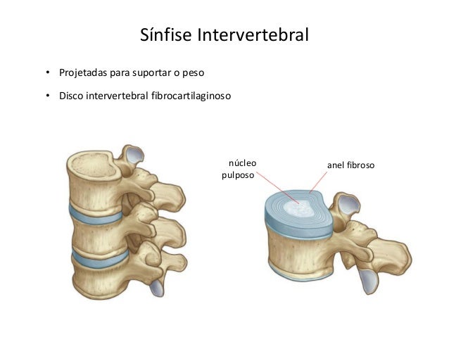 Osteologia e sindesmologia