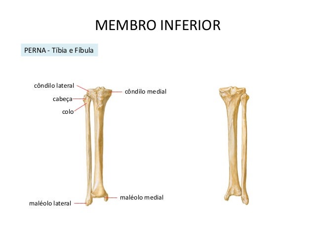 Osteologia e sindesmologia