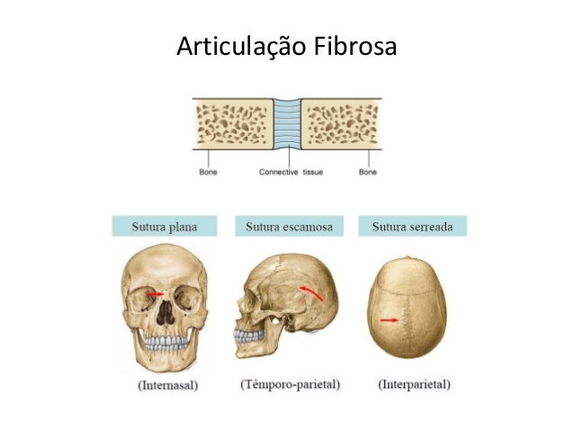 Osteologia e sindesmologia
