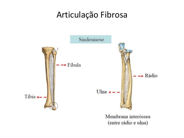 Osteologia e sindesmologia