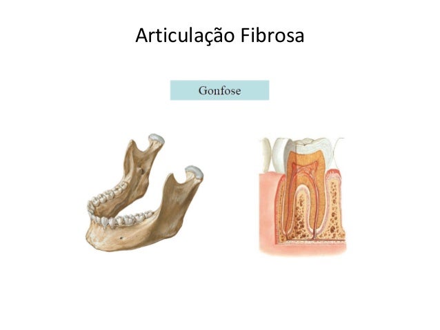 Osteologia e sindesmologia