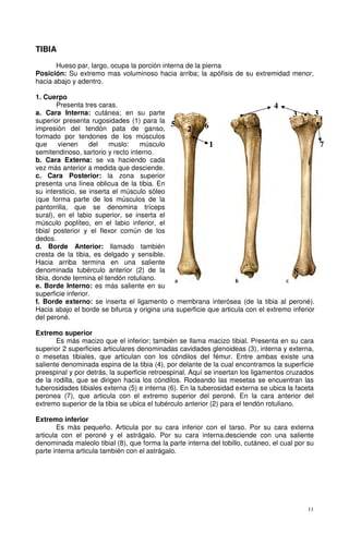 Osteologia extremidades | PDF
