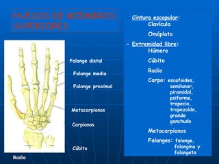 Osteologia Miembro Superior | PPT