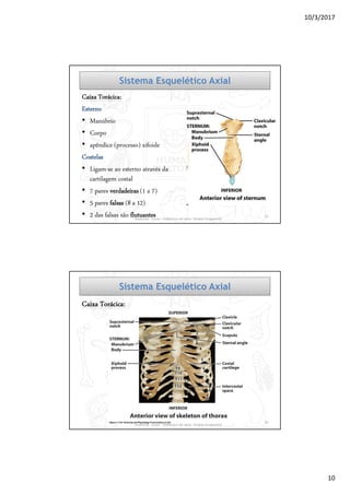 Osteologia sistema axial e apendicular | PDF