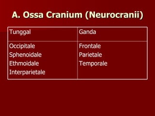 Osteologi axiale i (kuliah anvet i) | PPT