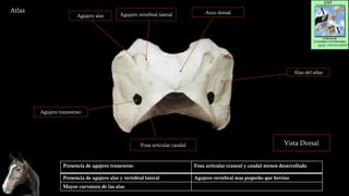 Osteologia y artrologia de columna de animales mayores | PDF