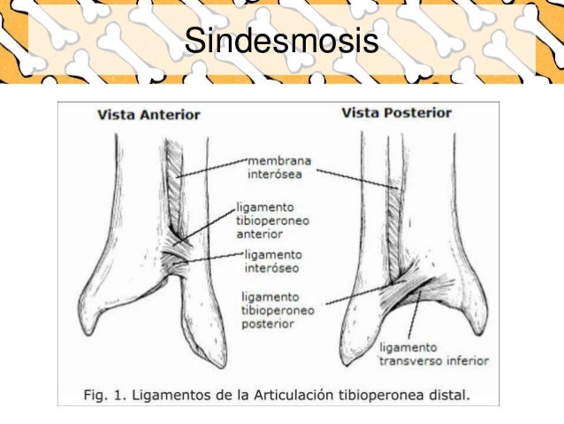 Osteologia y miologia de tobillo y pie