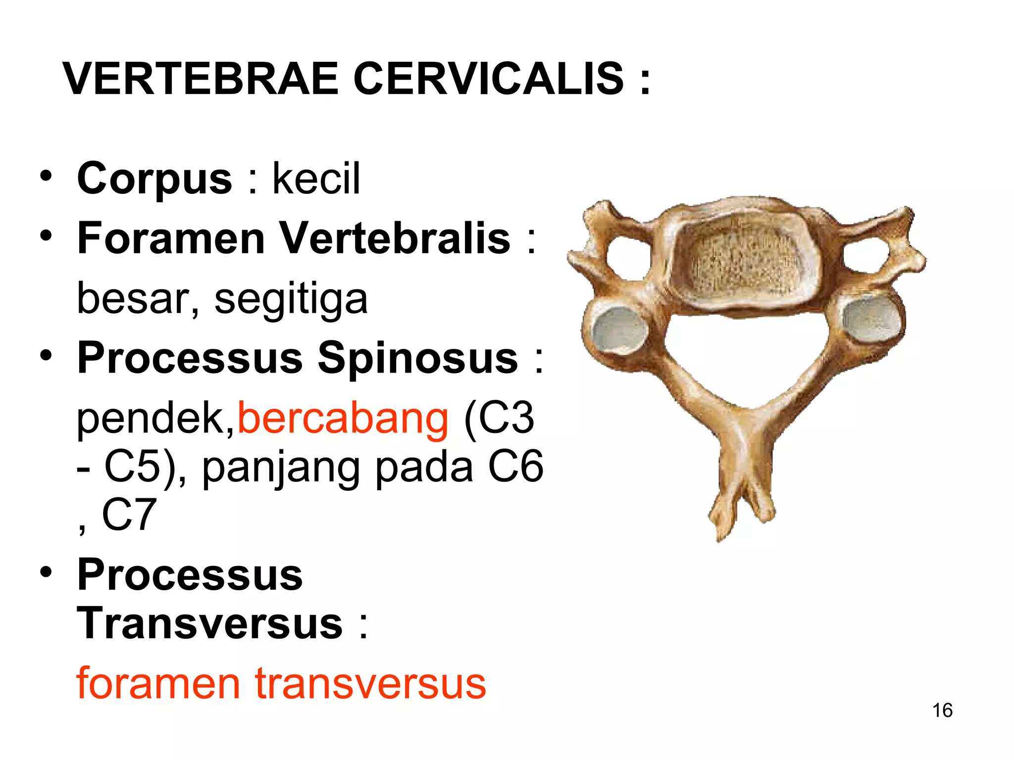Osteologidapsik 140715020023-phpapp01 | PPT